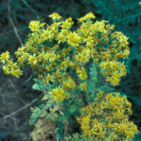 Weeds: Tansy ragwort – Senecio jacobaea | Hortsense | Washington State ...