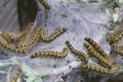 Apple: Tent caterpillars | Hortsense | Washington State University