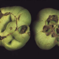 Tomato: Catface | Hortsense | Washington State University