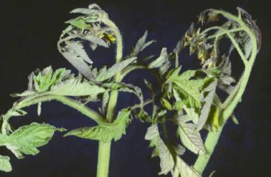 Tomato: Curly top (Beet curly top virus) | Hortsense | Washington State ...