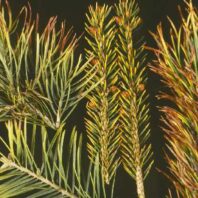 Herbicide Damage: Triazines (atrazine, simazine and others) | Hortsense ...