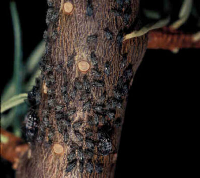 Common Insects and Mites: Conifer aphids | Hortsense | Washington State ...