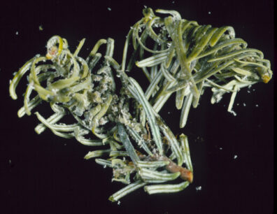 True Fir: Balsam twig aphid | Hortsense | Washington State University