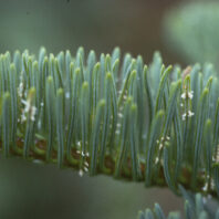 True Fir: Rust (Pucciniastrum) | Hortsense | Washington State University