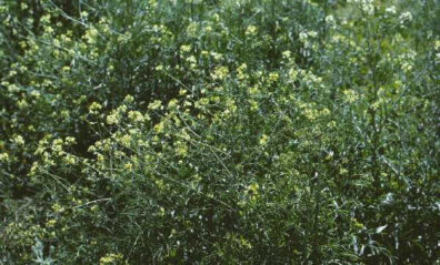 Weeds: Tumblemustard (Jim Hill mustard) – Sisymbrium altissimum ...