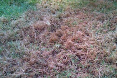 Lawn and Turf: 2,4-D damage | Hortsense | Washington State University