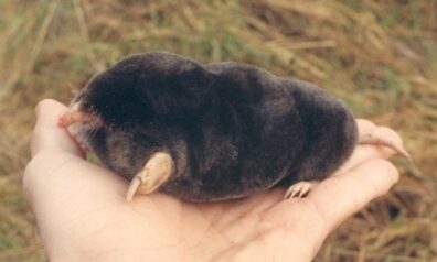 Lawn and Turf: Moles | Hortsense | Washington State University