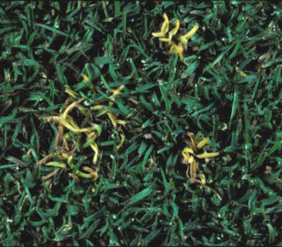 Lawn and Turf: Anthracnose/Basal crown rot | Hortsense | Washington ...