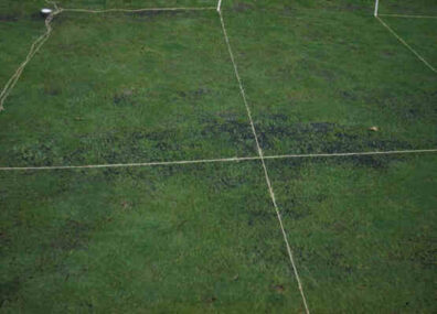 Lawn and Turf: Algae | Hortsense | Washington State University