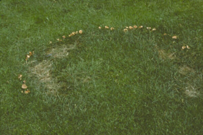 Lawn and Turf: Fairy ring and mushrooms | Hortsense | Washington State ...