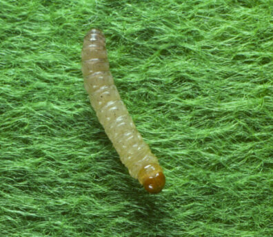 Lawn and Turf: Sod webworm | Hortsense | Washington State University