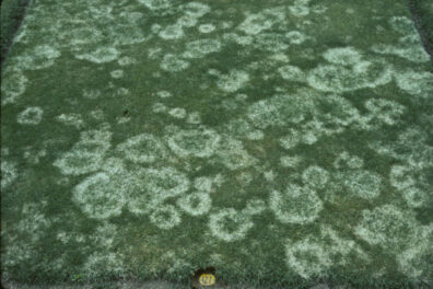 Lawn and Turf: Typhula blight (Gray snow mold) | Hortsense | Washington ...