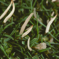 Lawn and Turf: Typhula blight (Gray snow mold) | Hortsense | Washington ...