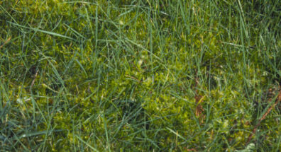 Lawn and Turf: Moss | Hortsense | Washington State University