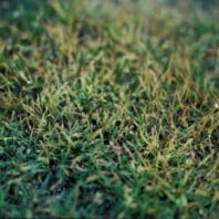 Lawn and Turf: Pythium crown and root rot | Hortsense | Washington ...