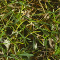 Lawn and Turf: Red thread | Hortsense | Washington State University