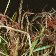 Lawn and Turf: Red thread | Hortsense | Washington State University