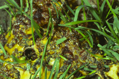 Lawn and Turf: Slime molds | Hortsense | Washington State University