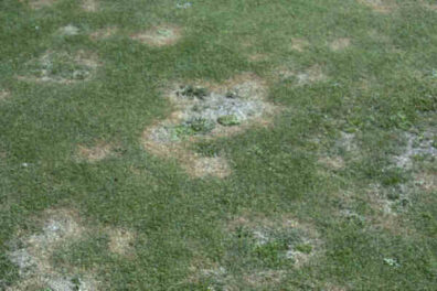 Lawn and Turf: Take-all patch | Hortsense | Washington State University