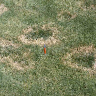 Lawn and Turf: Take-all patch | Hortsense | Washington State University