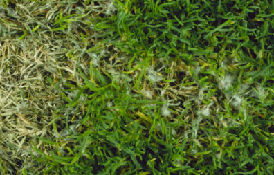 Lawn and Turf: Yellow patch | Hortsense | Washington State University