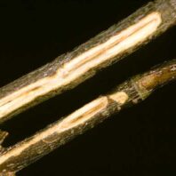 Maple: Verticillium wilt | Hortsense | Washington State University