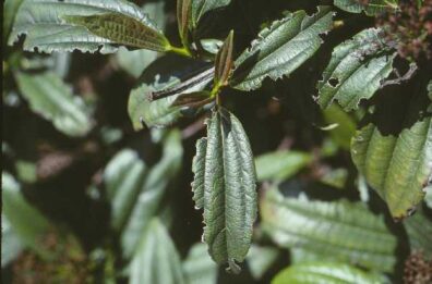 Viburnum: Root weevils | Hortsense | Washington State University