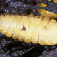 Walnut: Walnut husk fly | Hortsense | Washington State University