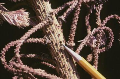 Pine: White pine weevil | Hortsense | Washington State University