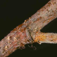 Common Diseases: Cankers | Hortsense | Washington State University