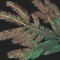 Common Cultural: Winter desiccation | Hortsense | Washington State ...