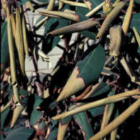 Common Cultural: Winter desiccation | Hortsense | Washington State ...