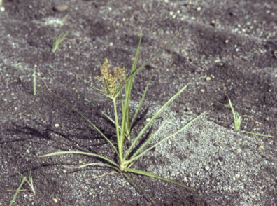 Weeds: Yellow nutsedge – Cyperus esculentus | Hortsense | Washington ...