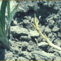 Weeds: Yellow nutsedge – Cyperus esculentus | Hortsense | Washington ...