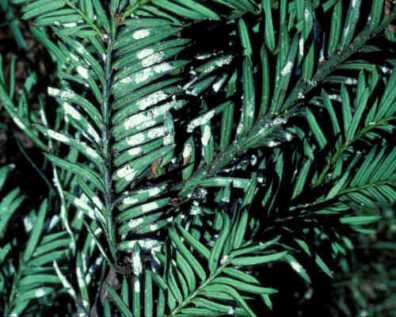 Yew: Cottony camellia scale | Hortsense | Washington State University