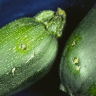 Cucumber, Pumpkin, Squash: Angular leaf spot | Hortsense | Washington ...