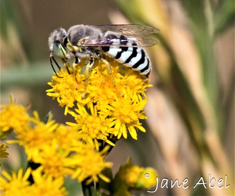Crabronidae: Square-headed wasps, Sand wasps | Hortsense | Washington ...