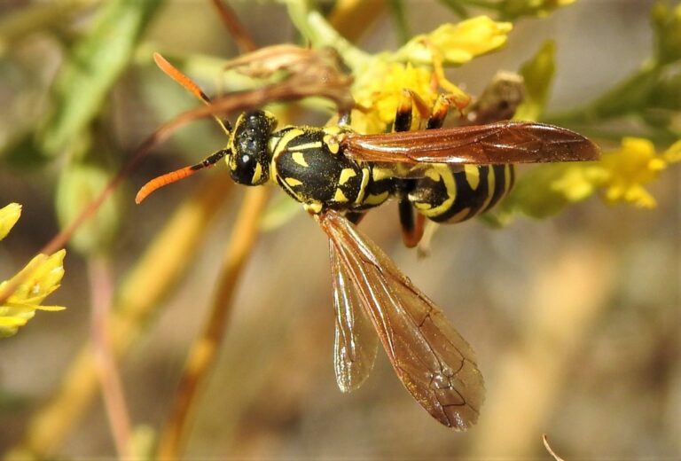Vespidae: Paper Wasps, Yellowjackets, Hornets and Potter Wasps ...