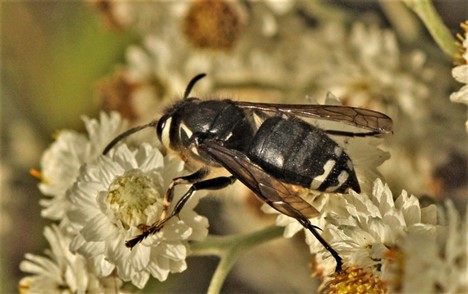 Vespidae: Paper Wasps, Yellowjackets, Hornets and Potter Wasps ...