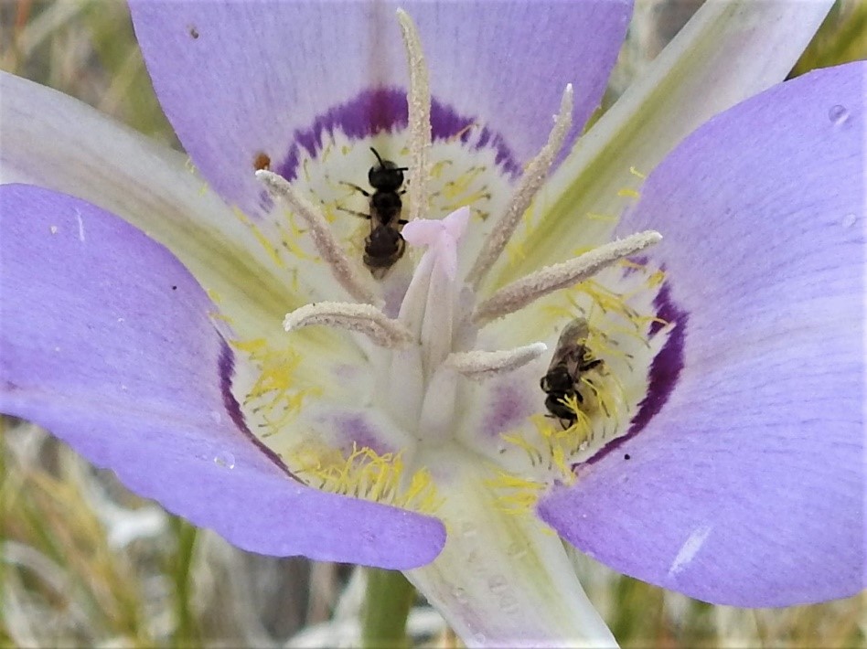 The Micro-Wasps | Hortsense | Washington State University