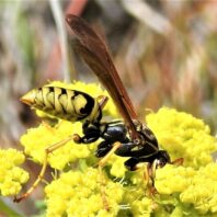 Vespidae: Paper Wasps, Yellowjackets, Hornets and Potter Wasps ...