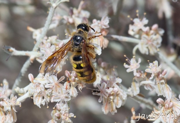 Scoliidae: Scoliid Wasps | Hortsense | Washington State University