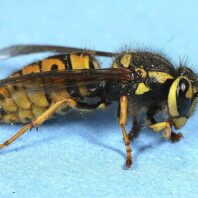 Vespidae: Paper Wasps, Yellowjackets, Hornets and Potter Wasps ...