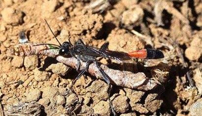Sphecidae: Thread-waisted Wasps | Hortsense | Washington State University