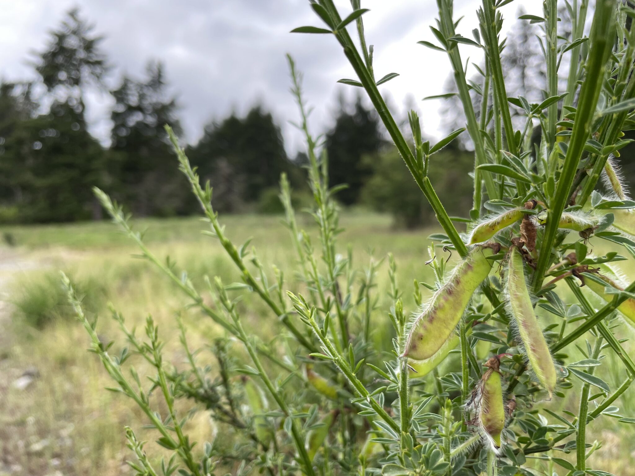 Invasive Species | Washington State University