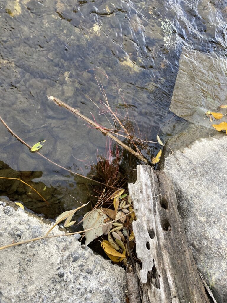 Invasive Species in the Pacific Northwest | Invasive Species ...