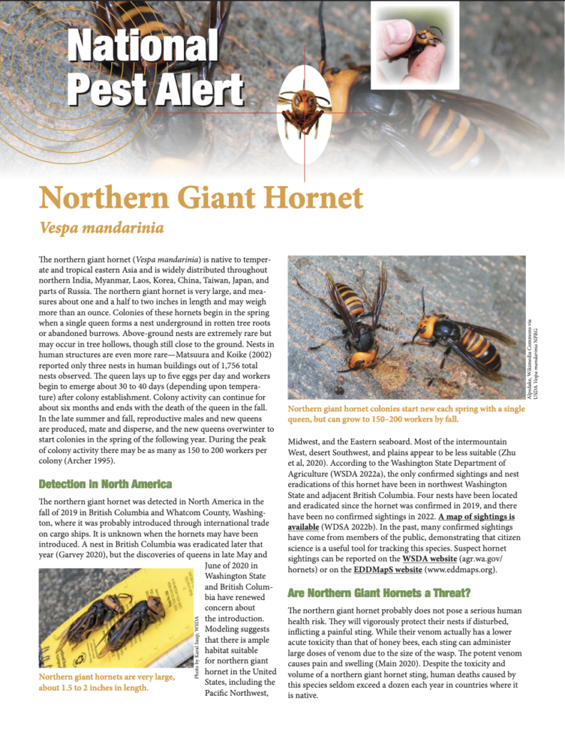 Northern Giant Hornet Pest Alert Handout | Invasive Species ...