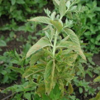 Mint Diseases | Department of Plant Pathology | Washington State University