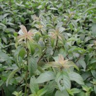 Mint Diseases | Department of Plant Pathology | Washington State University