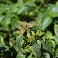 Mint Diseases | Department of Plant Pathology | Washington State University